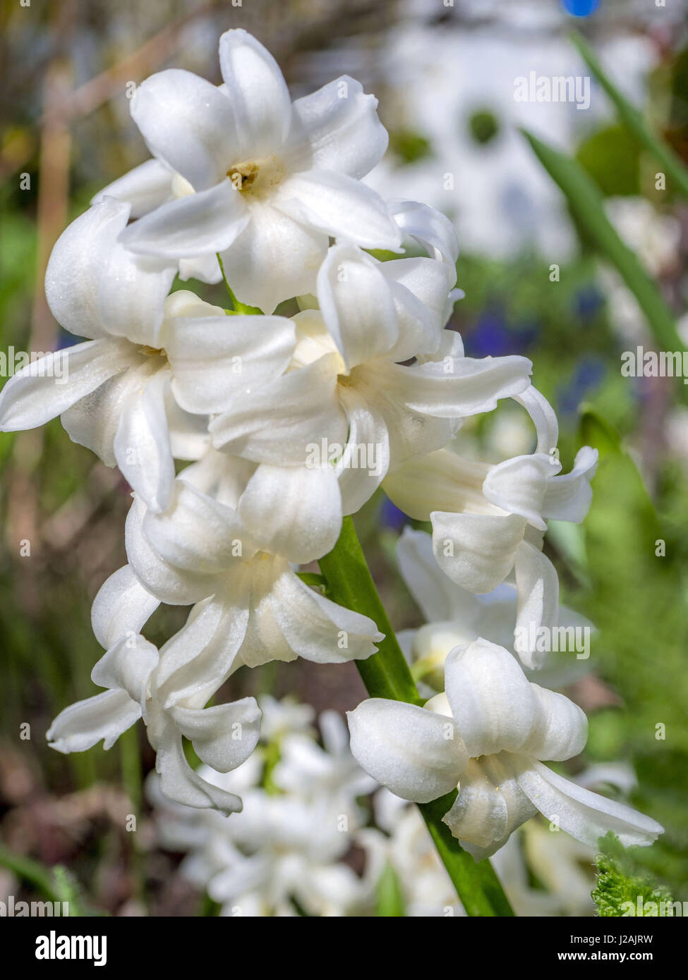 White garden hyacinth Stock Photo - Alamy