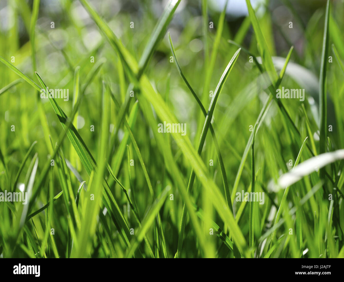 Blades of grass Stock Photo - Alamy