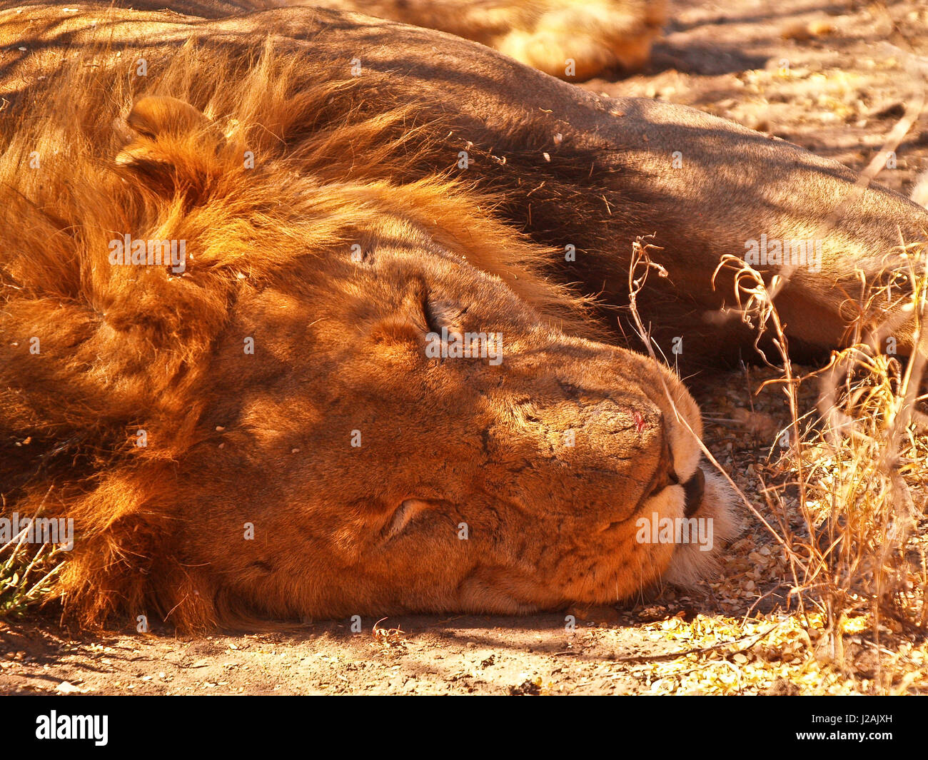 Lion asleep closeuprelaxing in warth of late afternoon sun with small ...