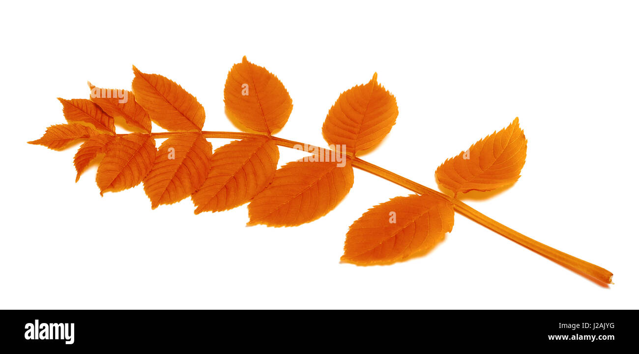 Autumn rowan leaves. Isolated on white background Stock Photo - Alamy