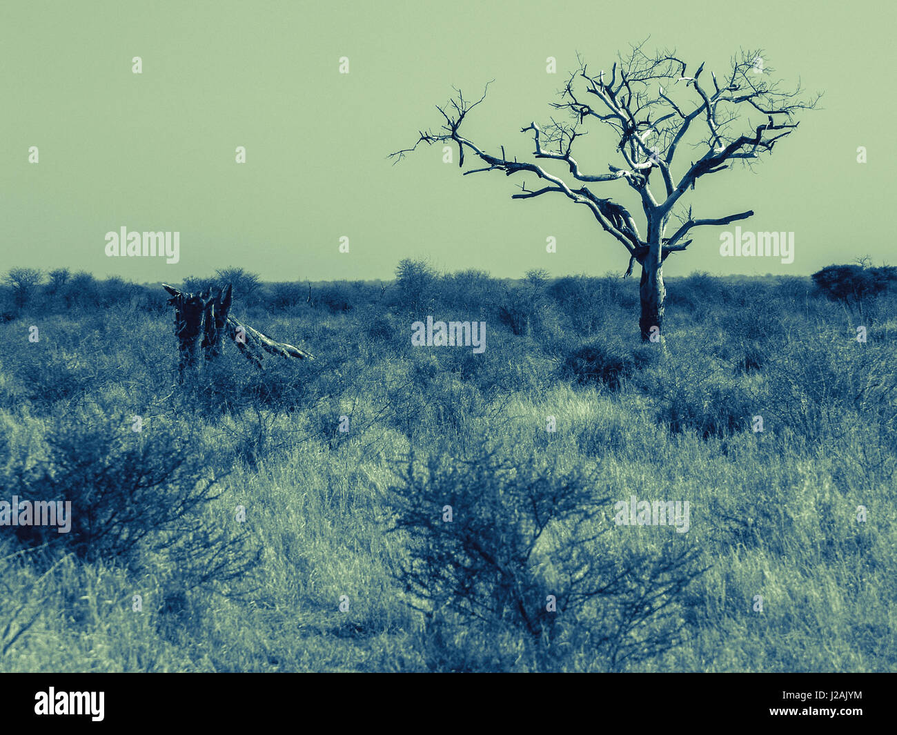 One dead tree in wide African landscape retro blue tones Stock Photo ...