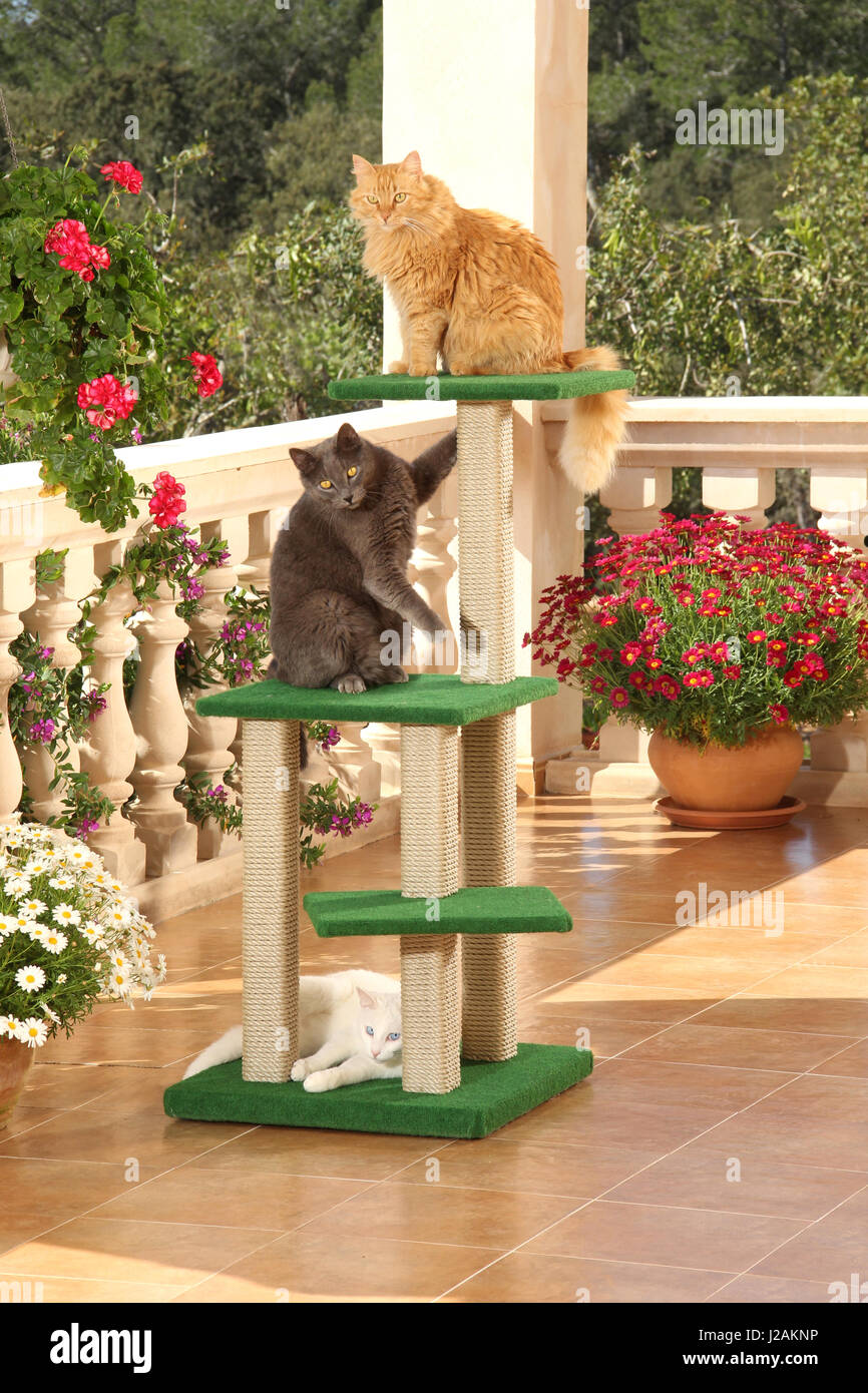 Cat terrace hi-res stock photography and images - Alamy