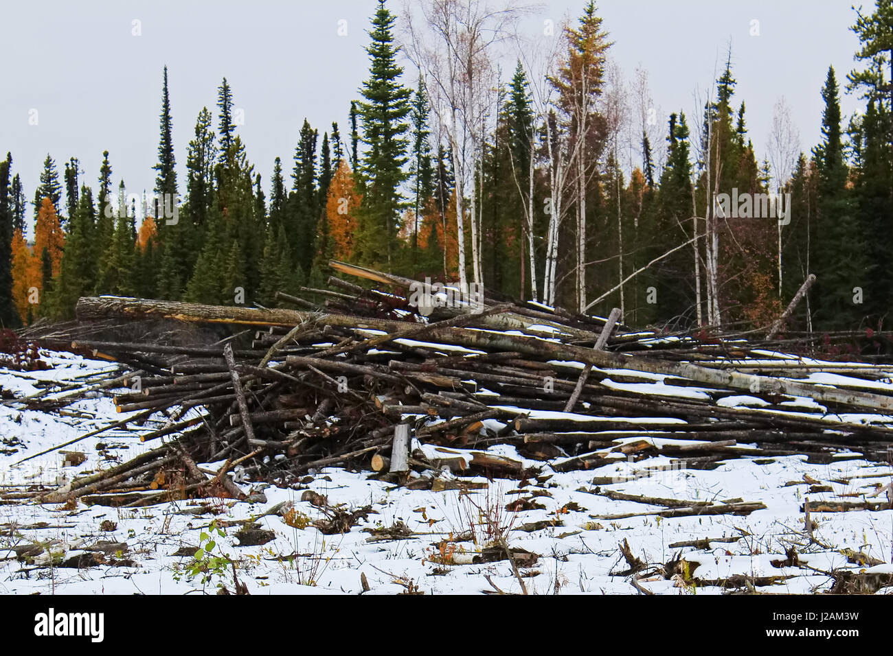 Canada forest burn slash hi-res stock photography and images - Alamy