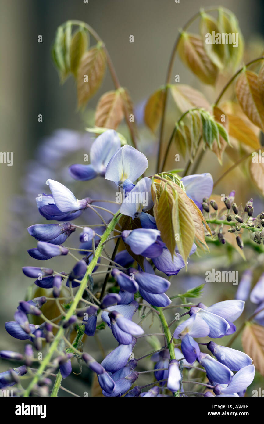 The wisteria flowers hi-res stock photography and images - Alamy