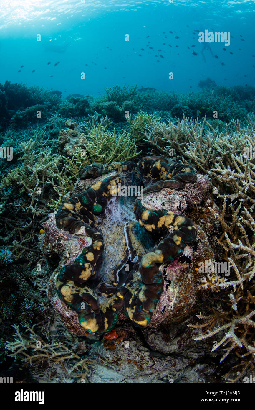 A Giant clam (Tridacna gigas) grows on a reef slope in Palau. This huge ...