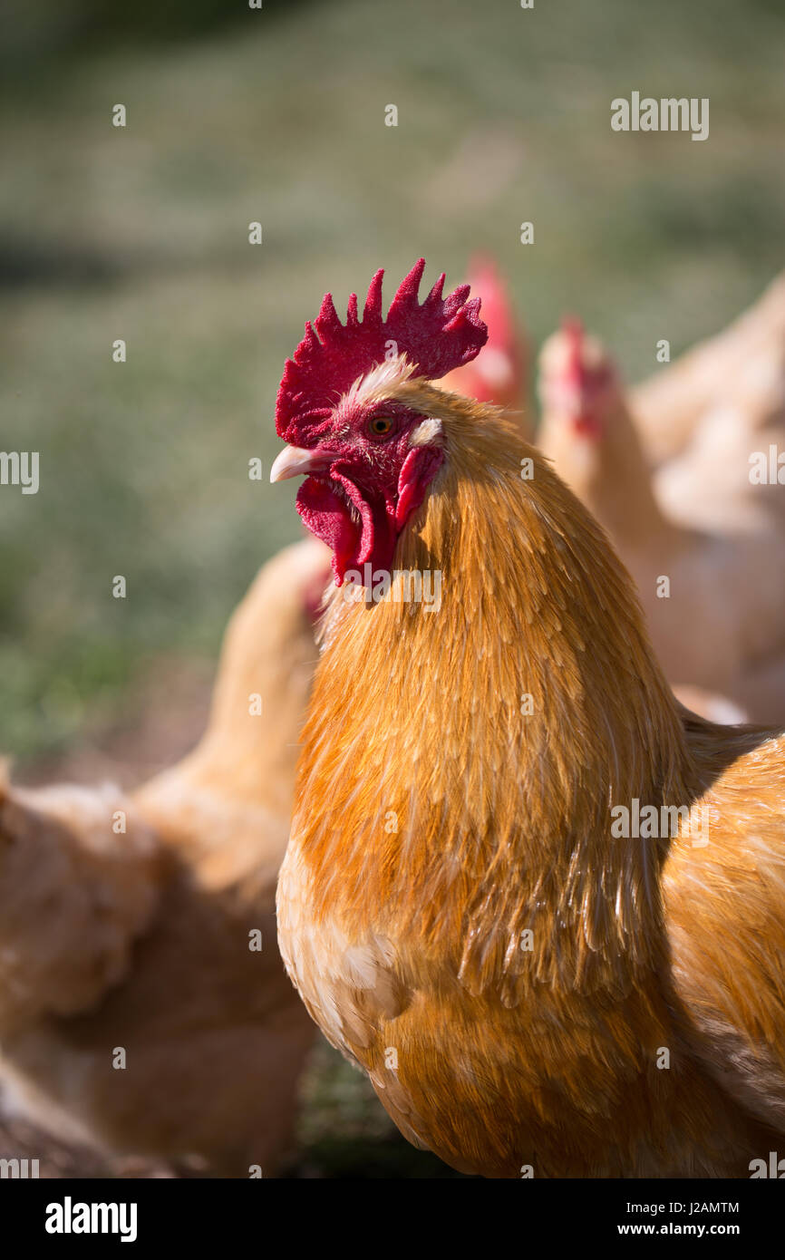 Buff Orpington Rooster Stock Photo - Alamy