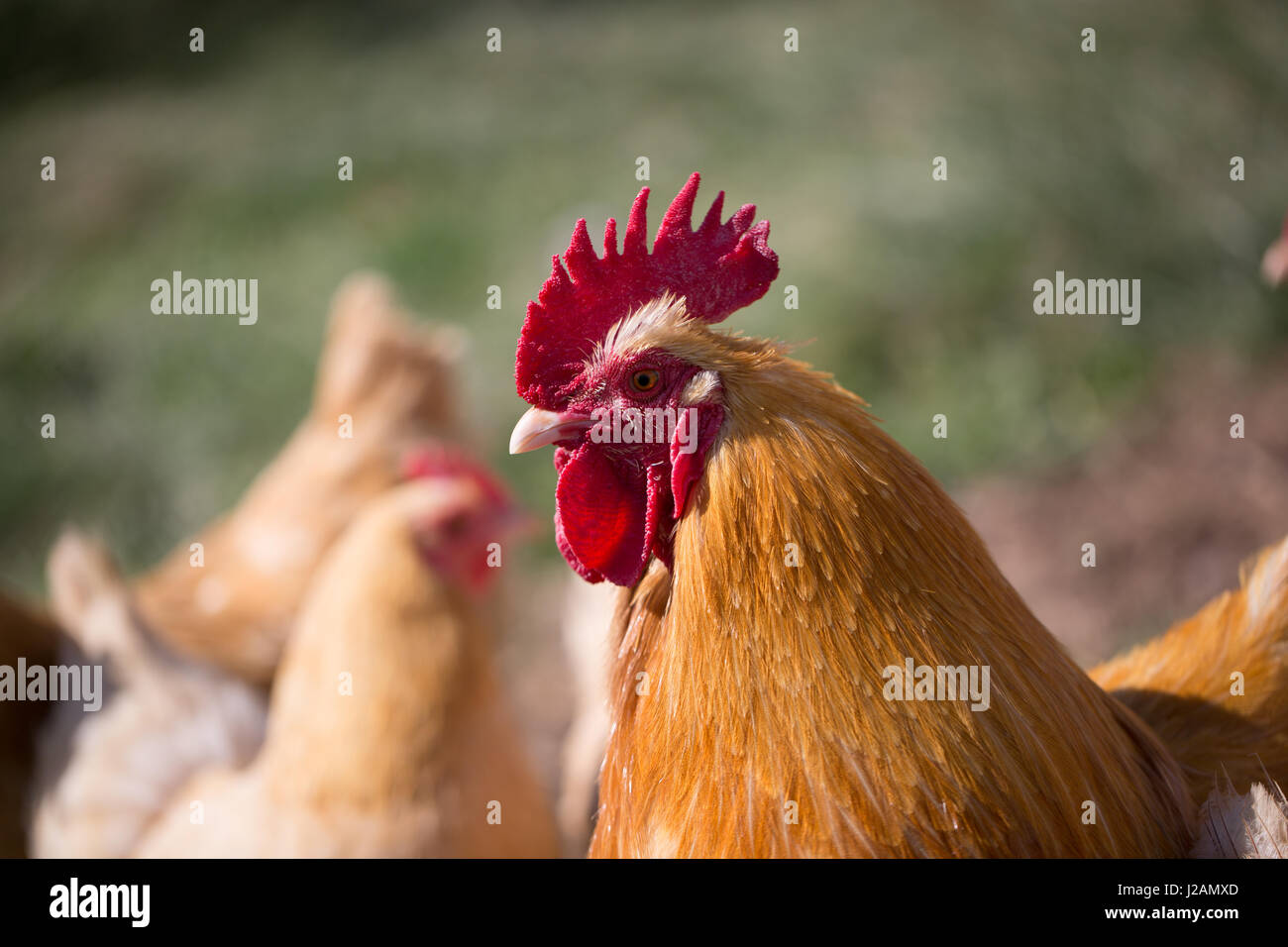 Buff orpington rooster hi-res stock photography and images - Alamy