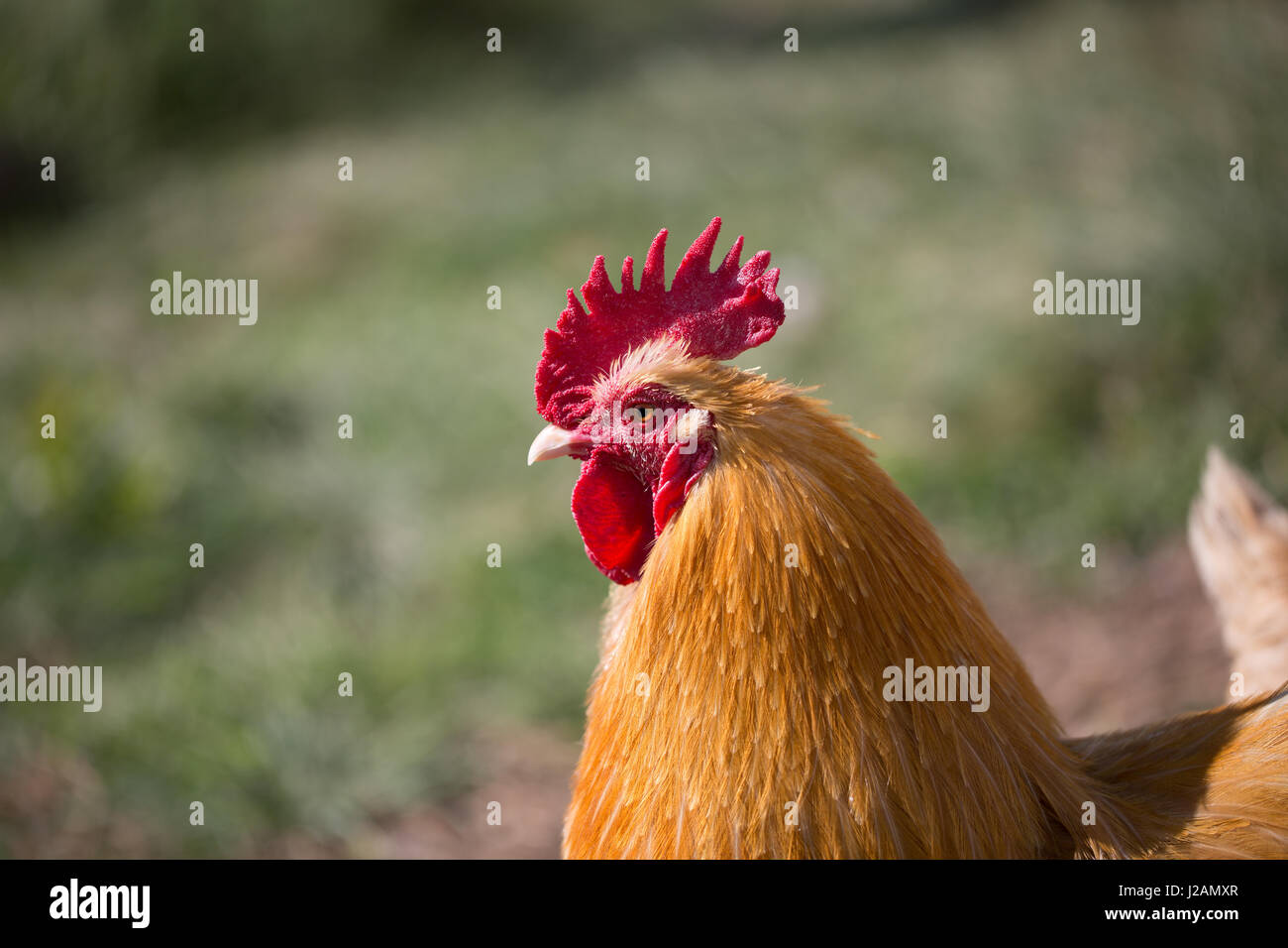 Rooster head shot Stock Photo - Alamy