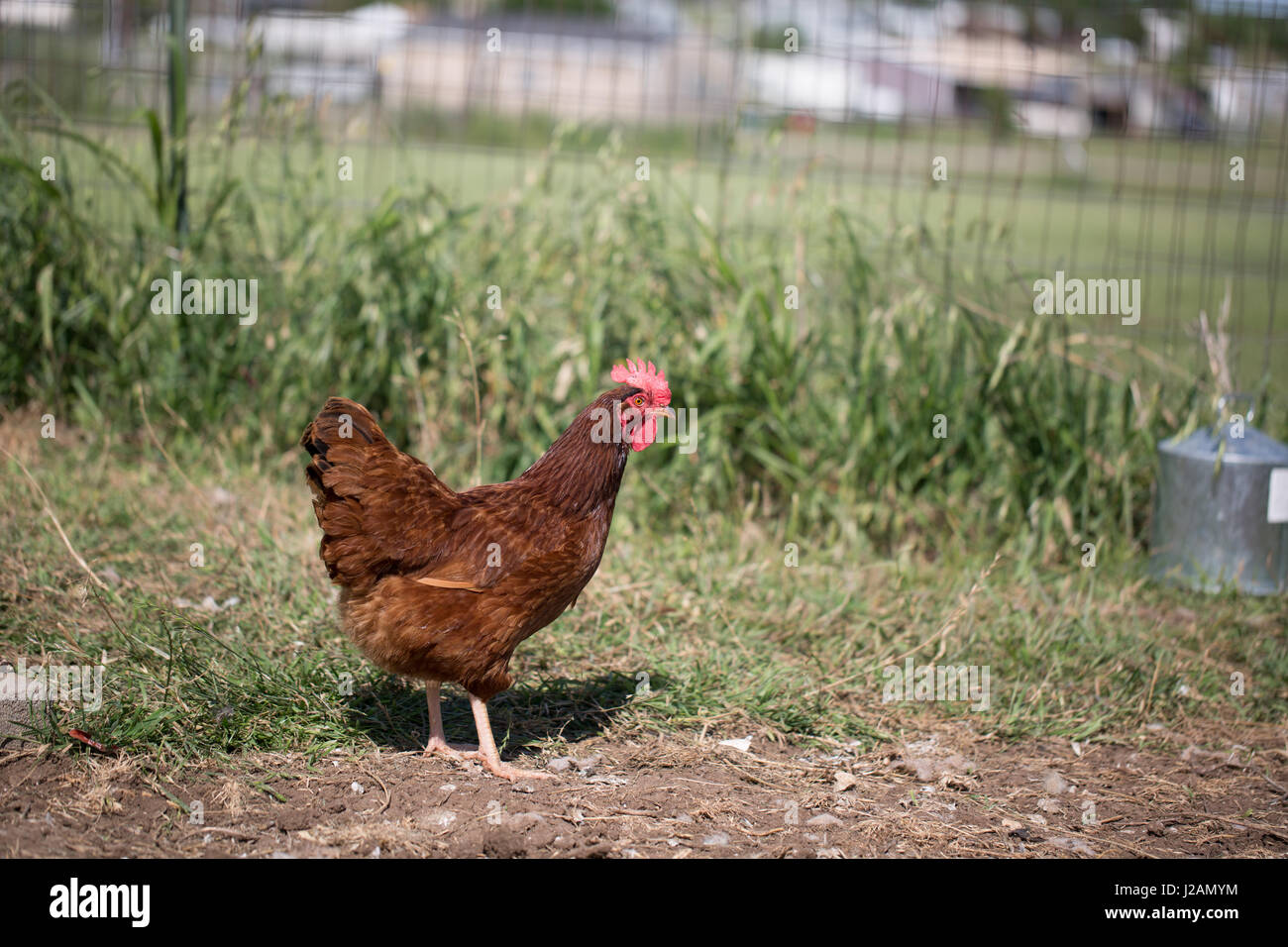 Rhode Island Red Chicken Stock Photo - Alamy