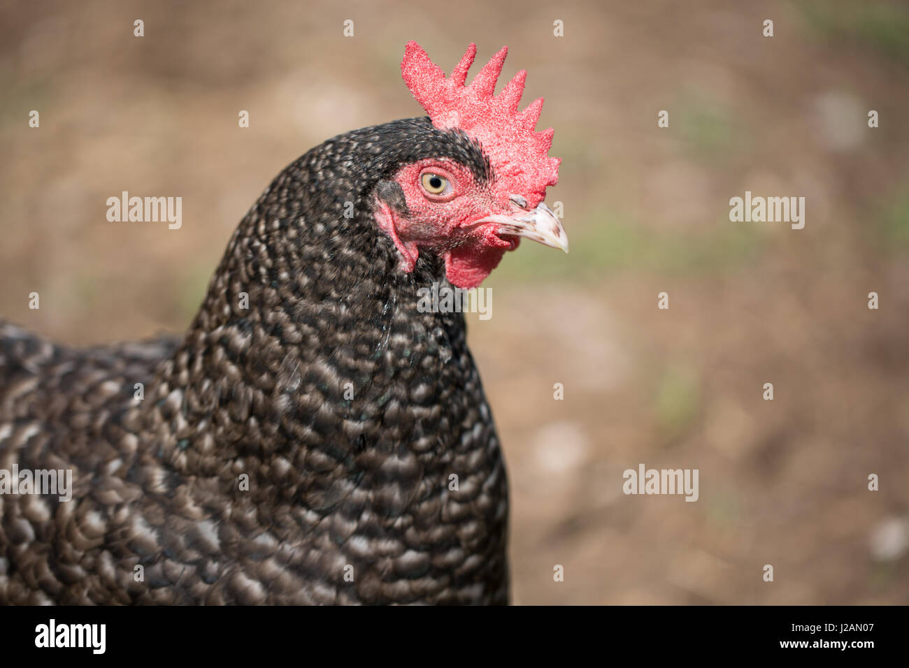 Plymouth rock chicken hi-res stock photography and images - Alamy