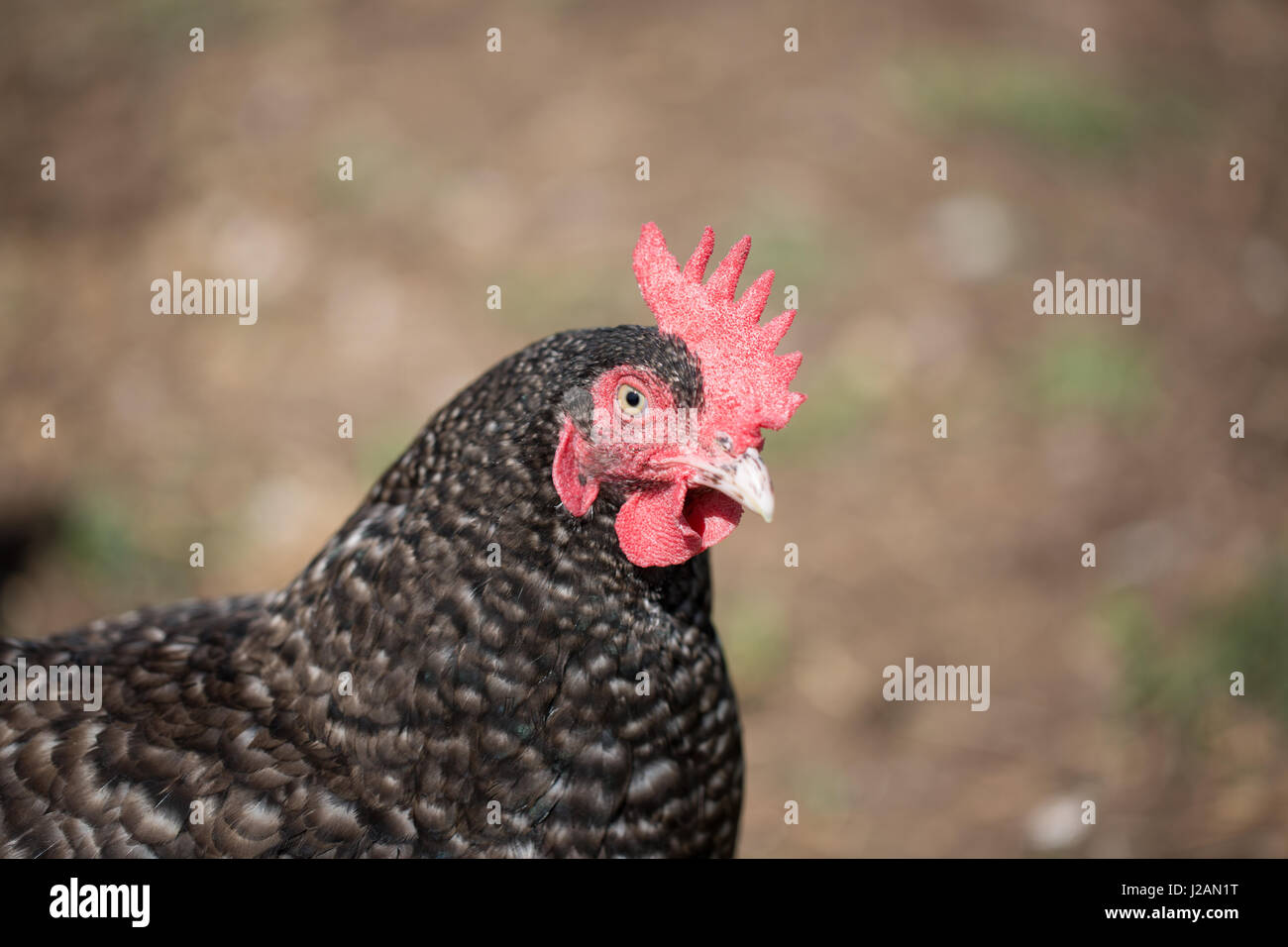 Barred Plymouth Rock Chicken Stock Photo - Alamy