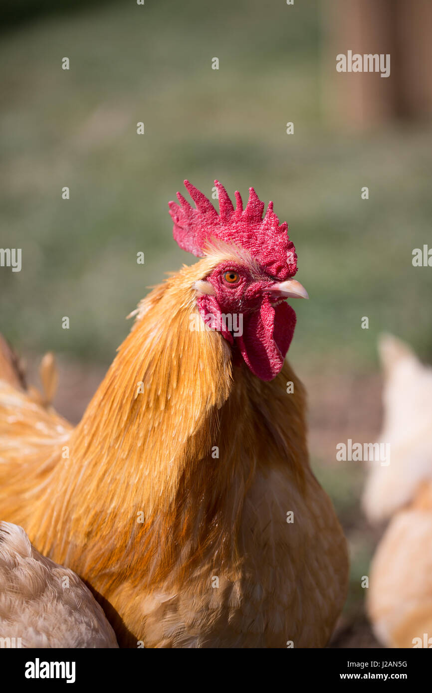 Buff orpington rooster hi-res stock photography and images - Alamy