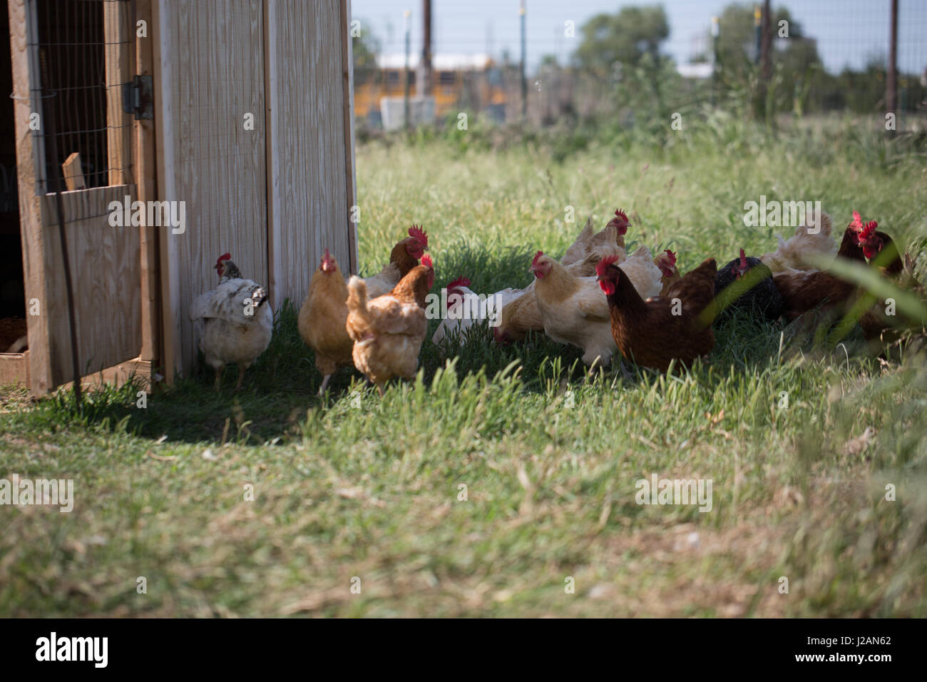 Shade For Free Range Hens High Resolution Stock Photography and Images ...
