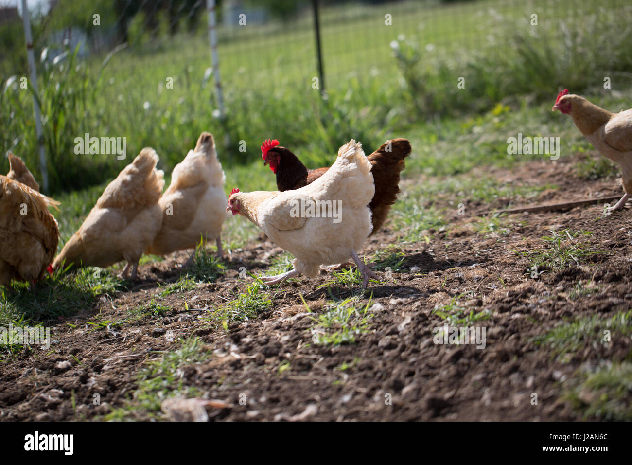 Chicken running hi-res stock photography and images - Alamy