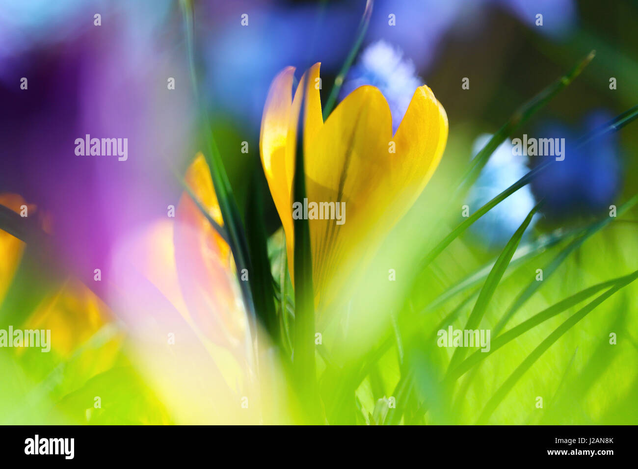 cluster of atmospheric spring flowers Stock Photo - Alamy
