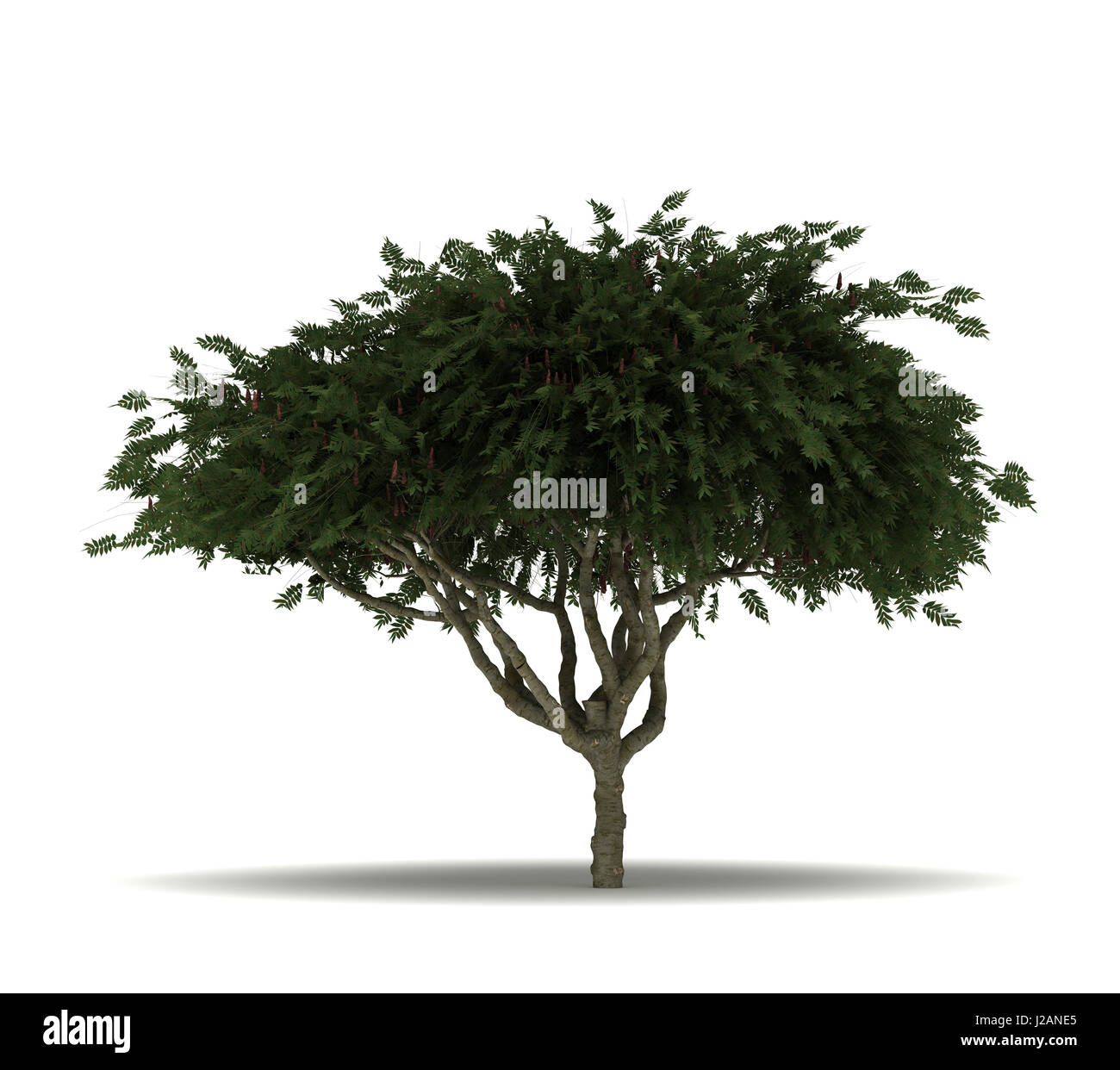 Sumac tree leaves hi-res stock photography and images - Alamy