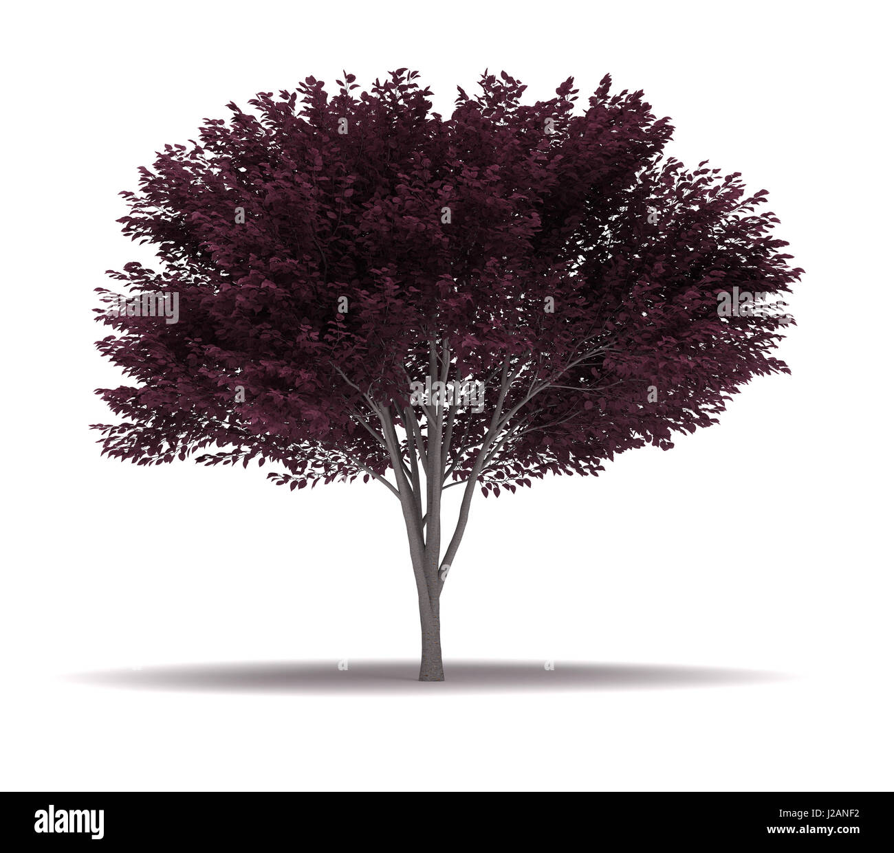 Cherry plum tree Cut Out Stock Images & Pictures - Alamy