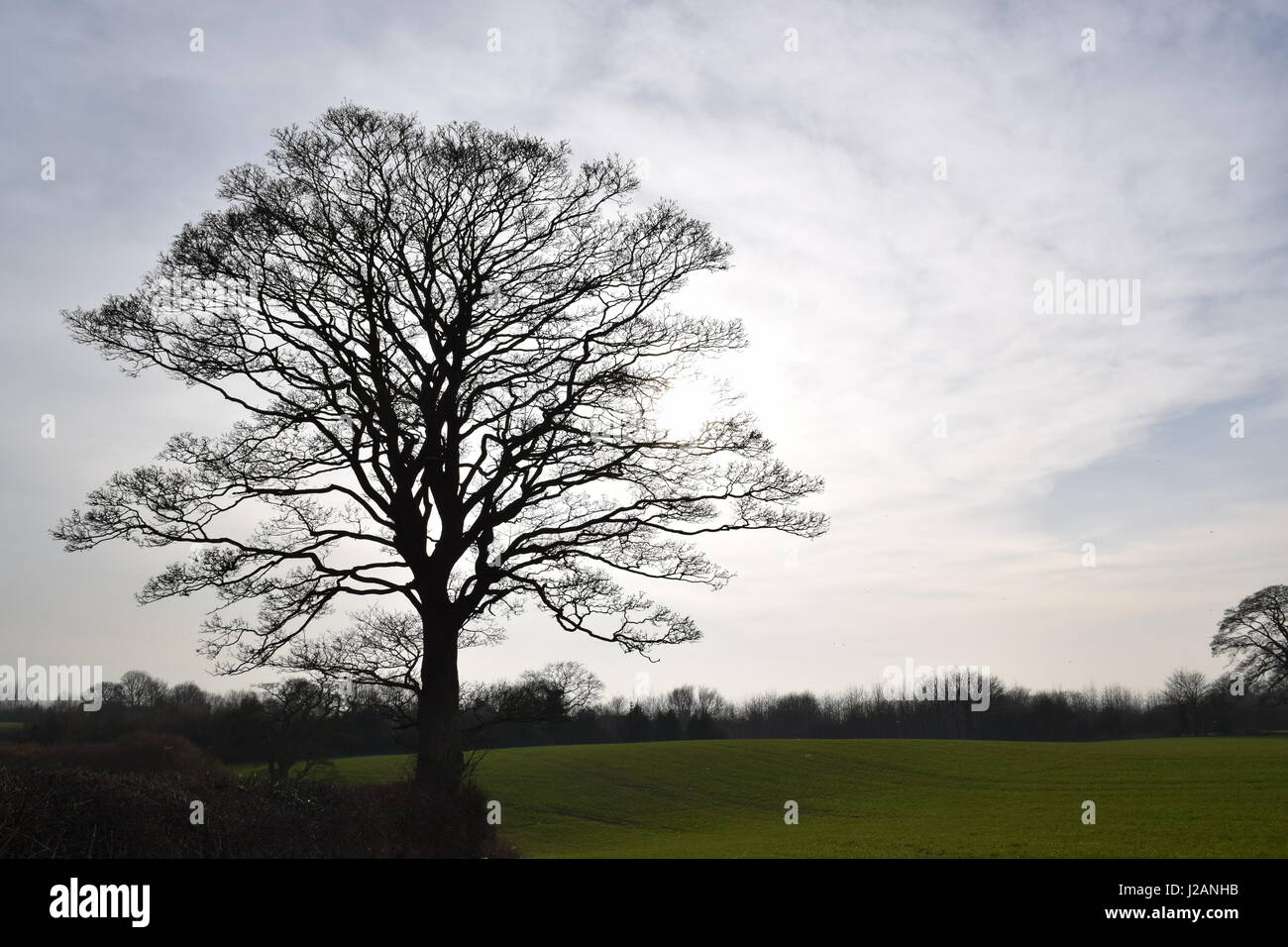 Sunny landscape with trees Stock Photo - Alamy