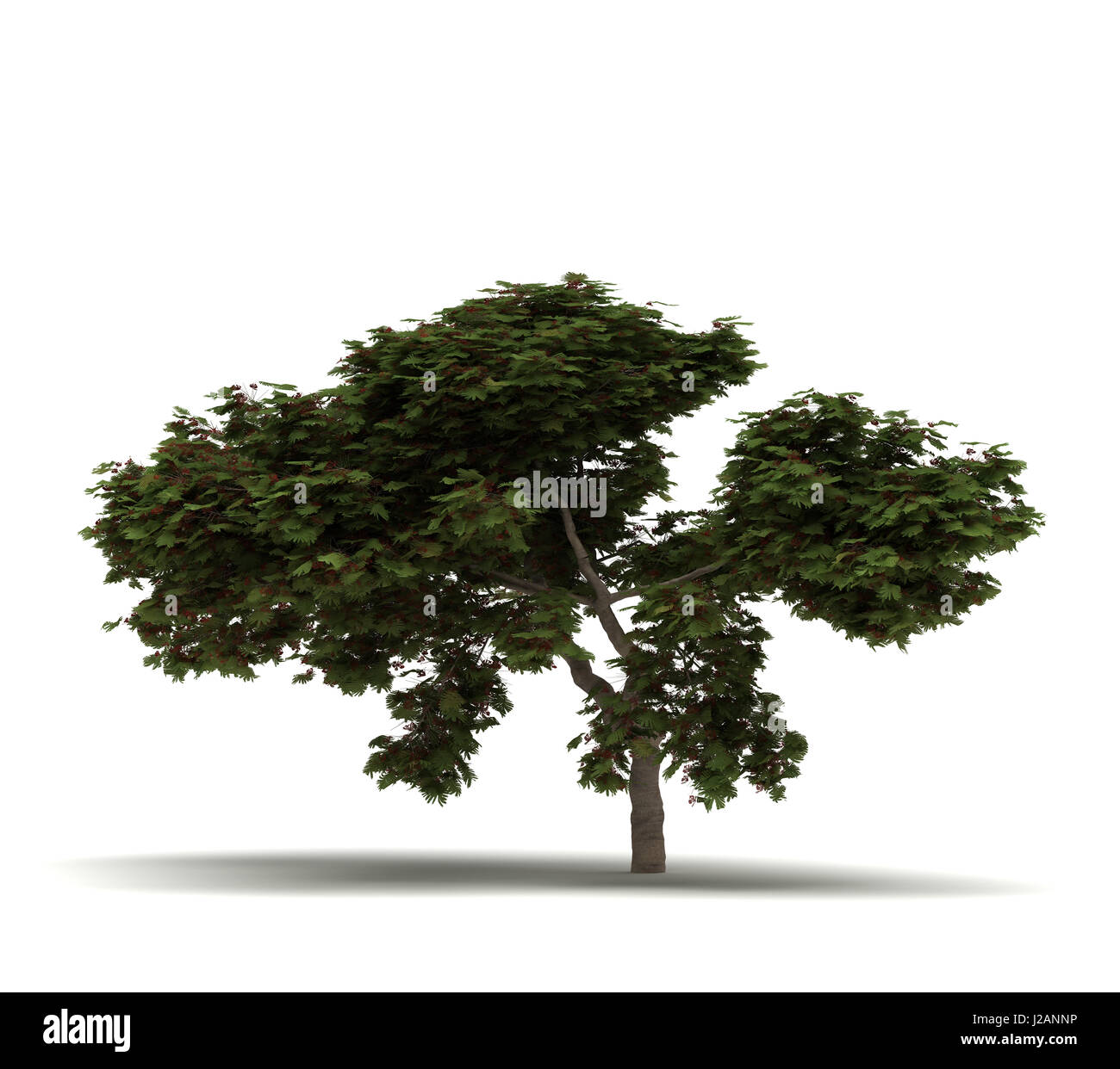 Flame tree leaves hi-res stock photography and images - Alamy