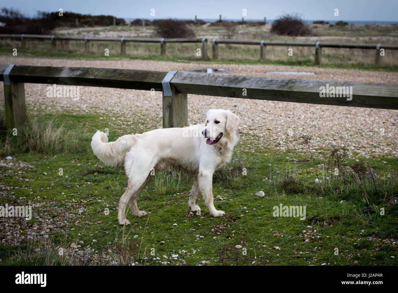 Very pretty, white and nice dog. Photograph made in the cloudy day. A ...