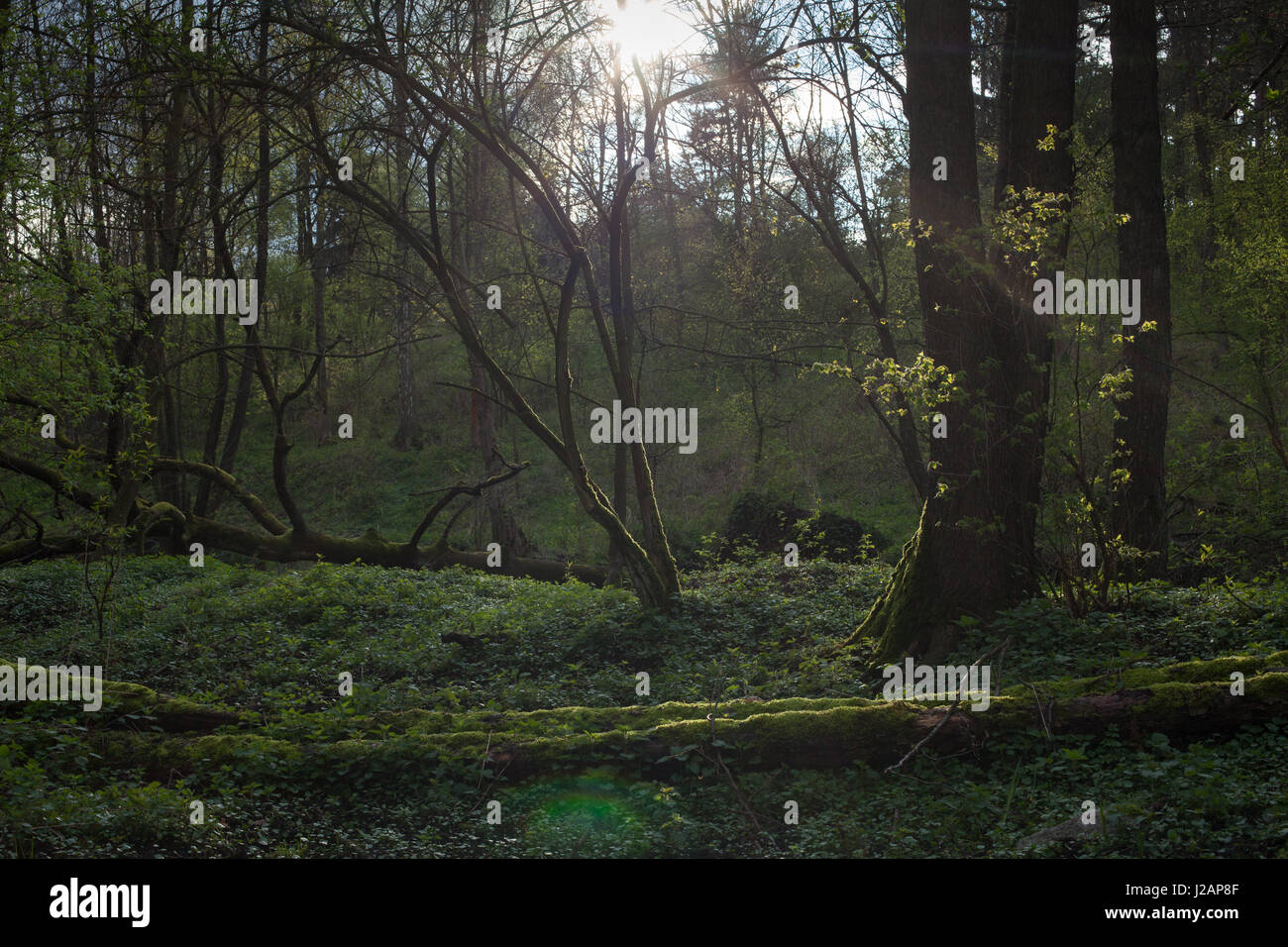 Tree sunset walk setting hi-res stock photography and images - Alamy