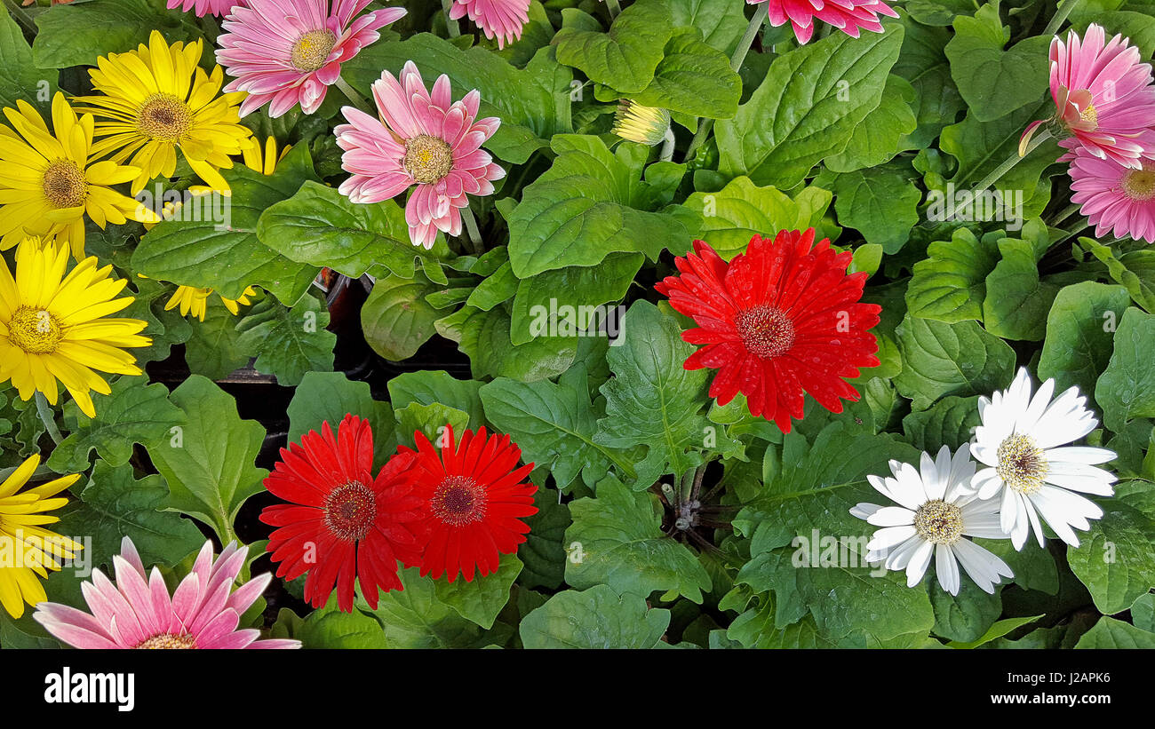 bright colored gerbera flowers in garden Stock Photo - Alamy