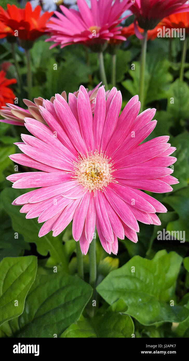 pink gerbera daisy in garden Stock Photo - Alamy