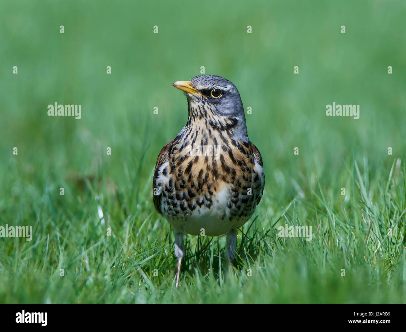 Fieldfare standing in grass in its habitat Stock Photo - Alamy