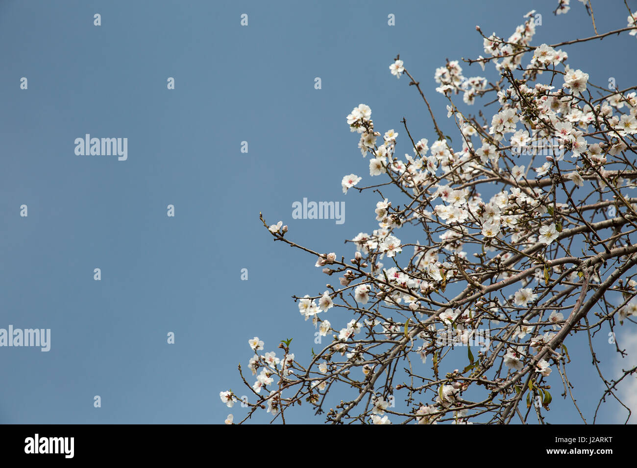 Beautiful photo of blooming almond trees in spring Stock Photo - Alamy