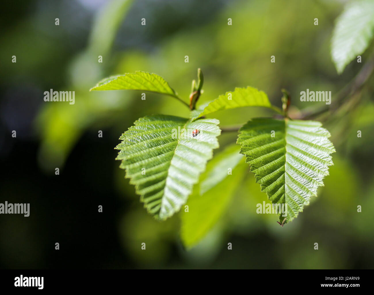 Green cones alnus glutinosa hi-res stock photography and images - Alamy