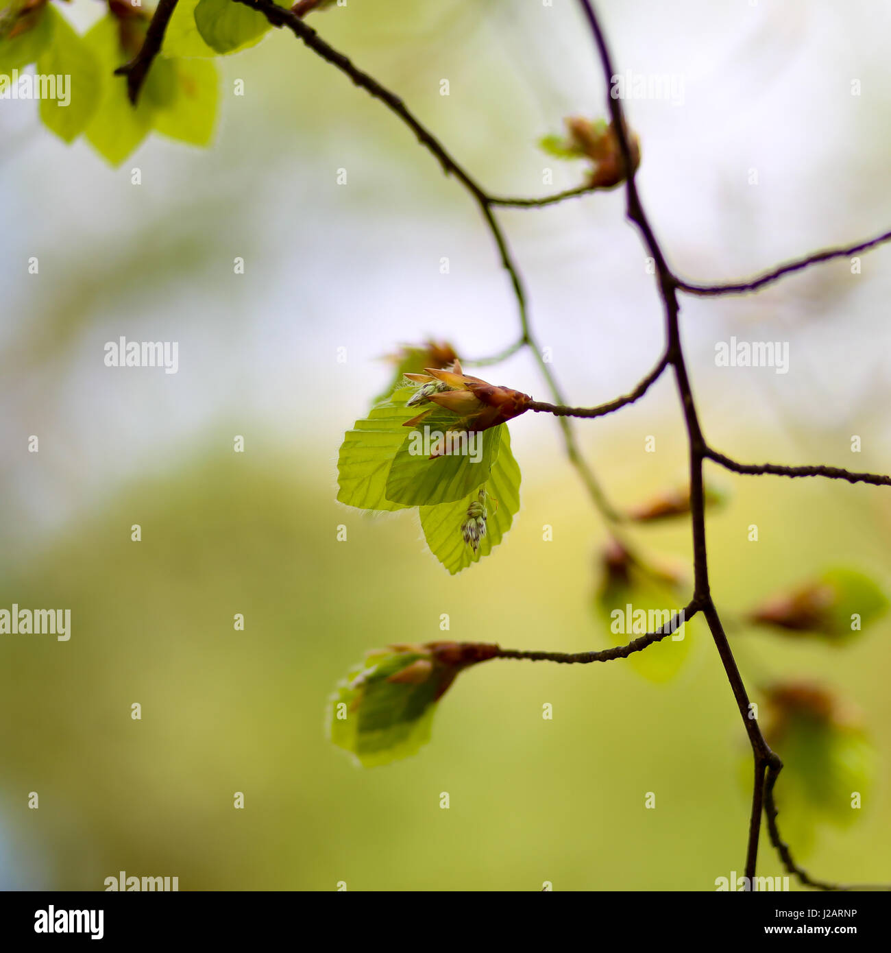 Fresh Spring leaves of a common beech (Fagus sylvatica), leaf shoot ...