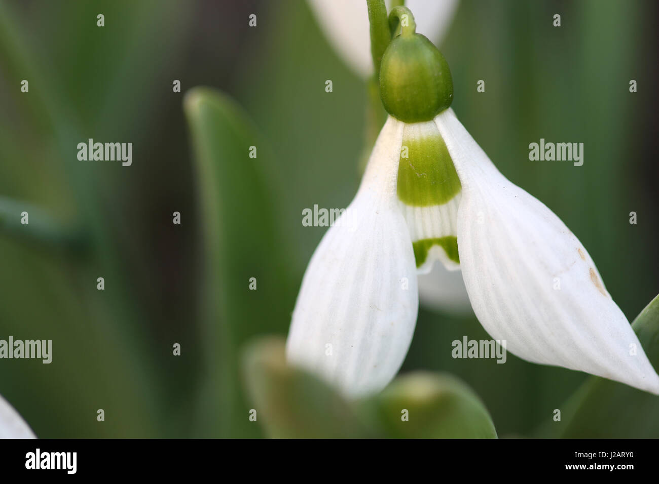 snowdrop close up nature background Stock Photo - Alamy
