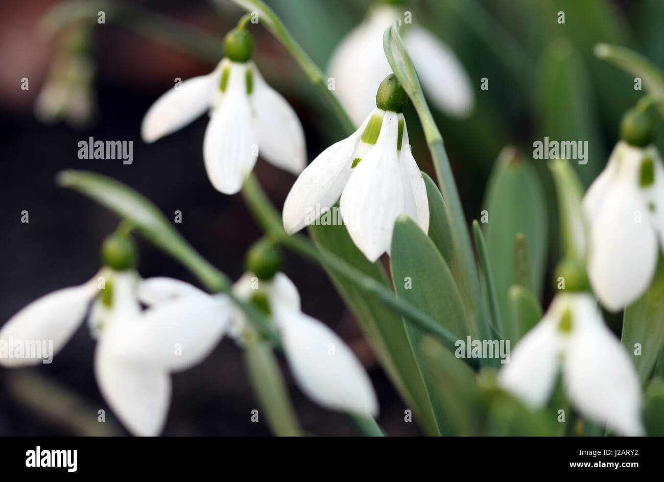 snowdrops spring season nature background Stock Photo - Alamy