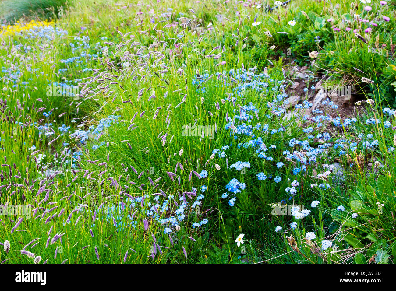 Flowers on alpine meadows Caucasus Stock Photo - Alamy