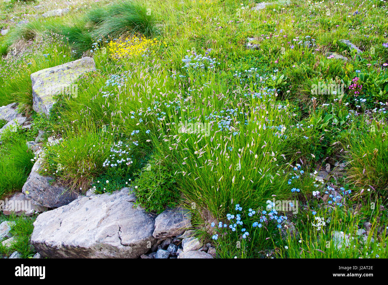 Flowers on alpine meadows Caucasus Stock Photo - Alamy