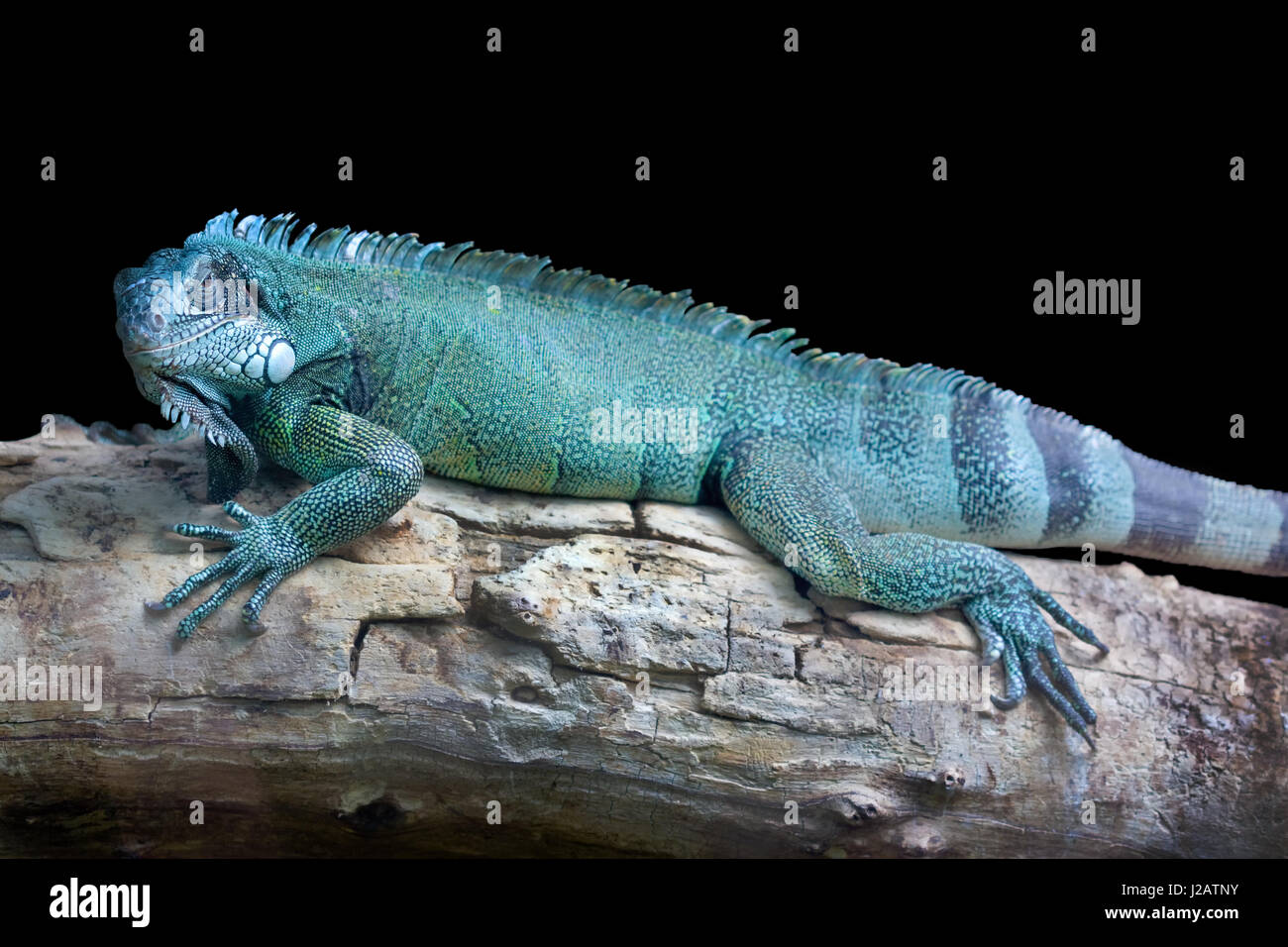Blue Green Iguana