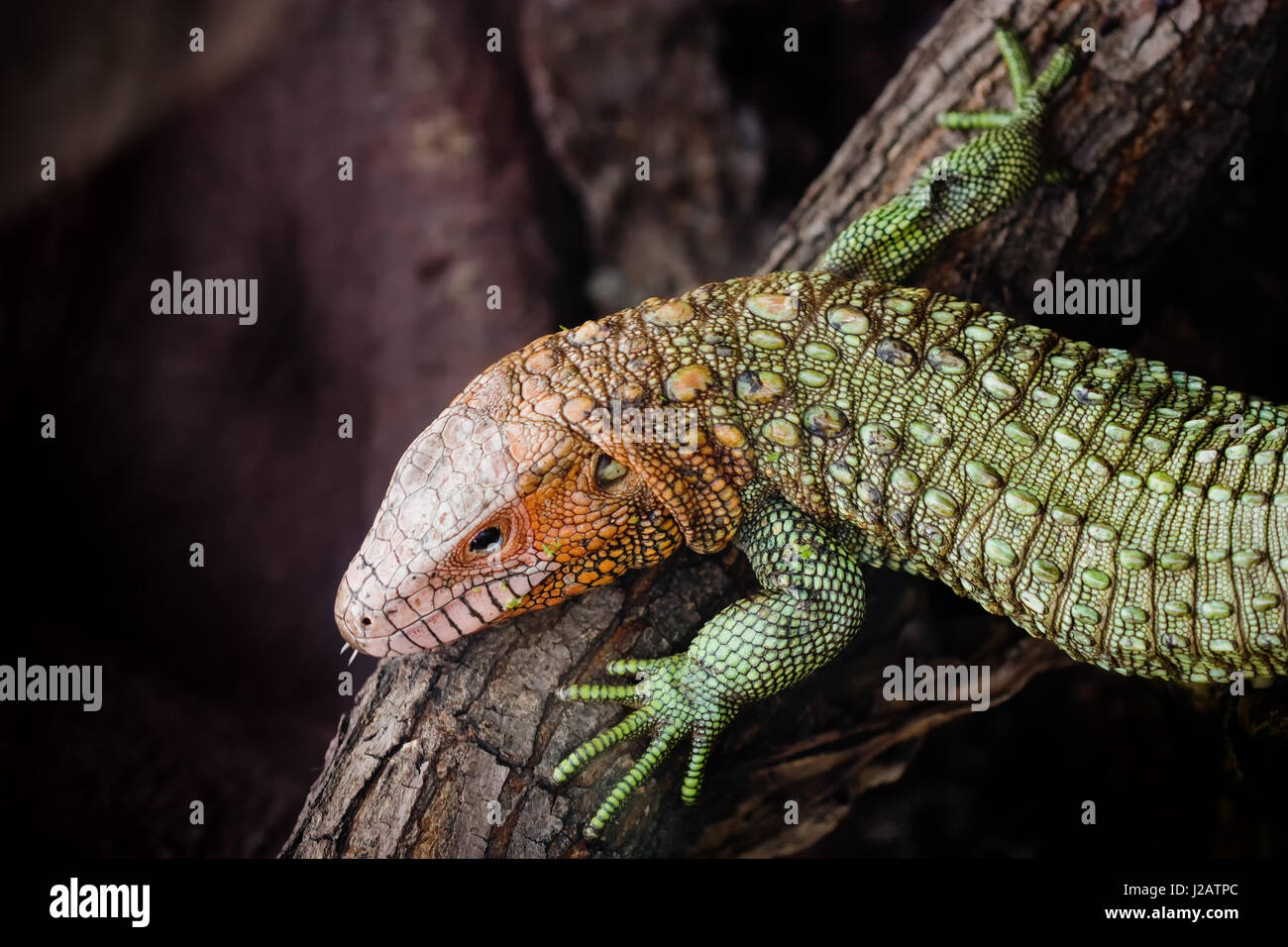 Close-up photo of a Northern caiman lizard (Dracaena guianensis Stock ...