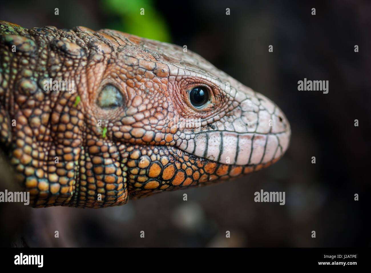 Close-up portrait of a Northern caiman lizard (Dracaena guianensis ...