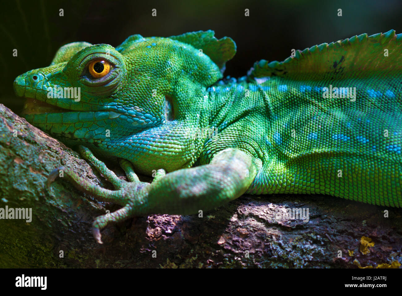 Close-up view of a green Plumed basilisk (Basiliscus plumifrons Stock ...