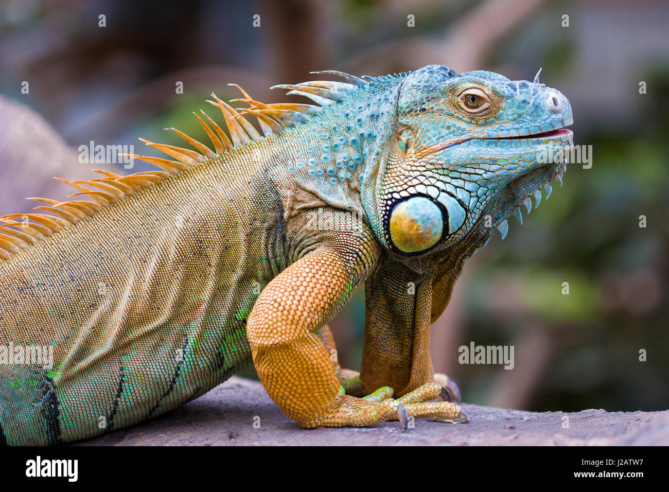 Close-up of a multi-colored male Green Iguana (Iguana iguana Stock ...