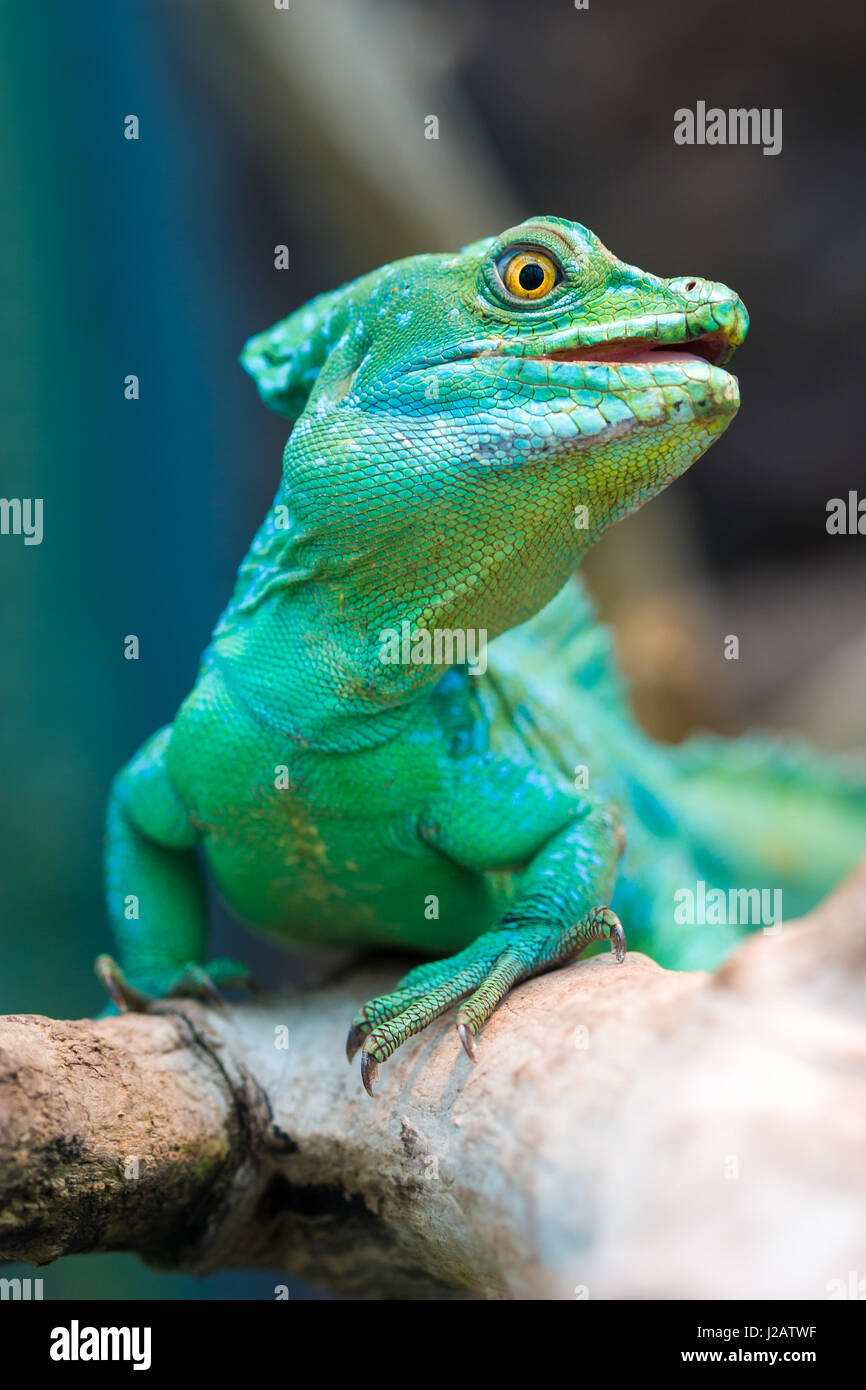 Basiliscus plumifrons tropical hi-res stock photography and images - Alamy