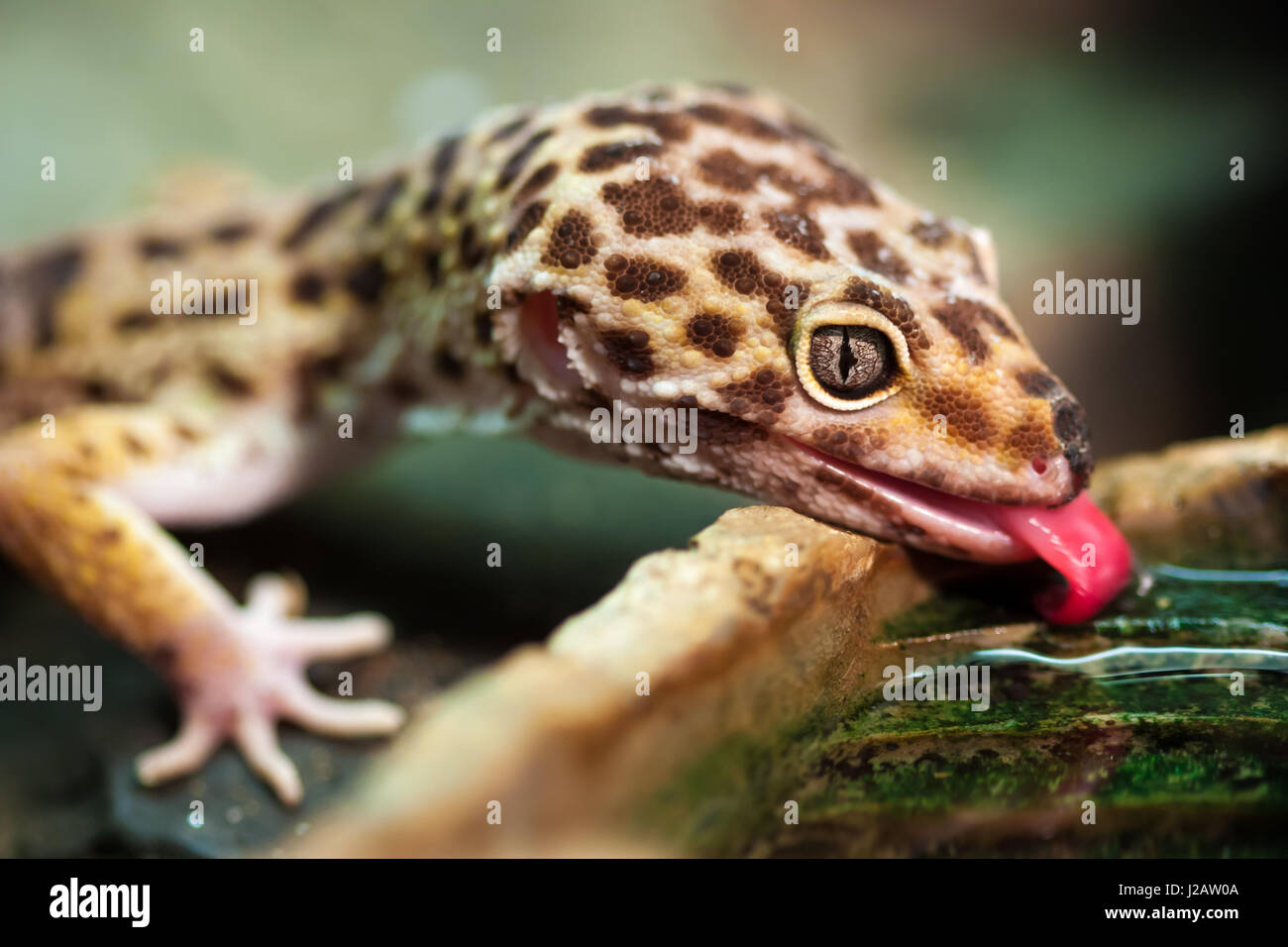 Close-up of a Leopard gecko (Eublepharis macularius) drinking water ...