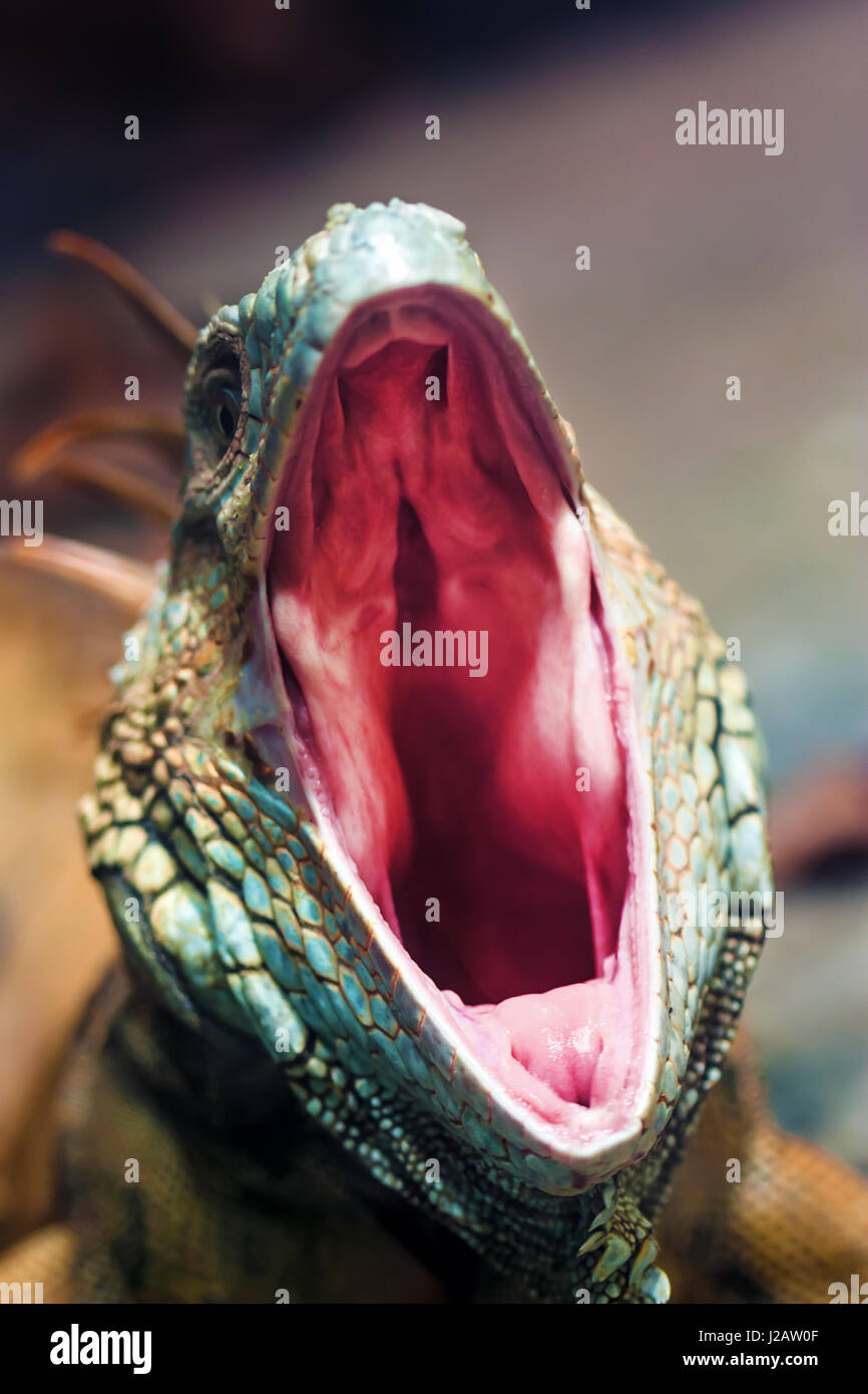 Close-up of an attacking male Green Iguana (Iguana iguana Stock Photo ...