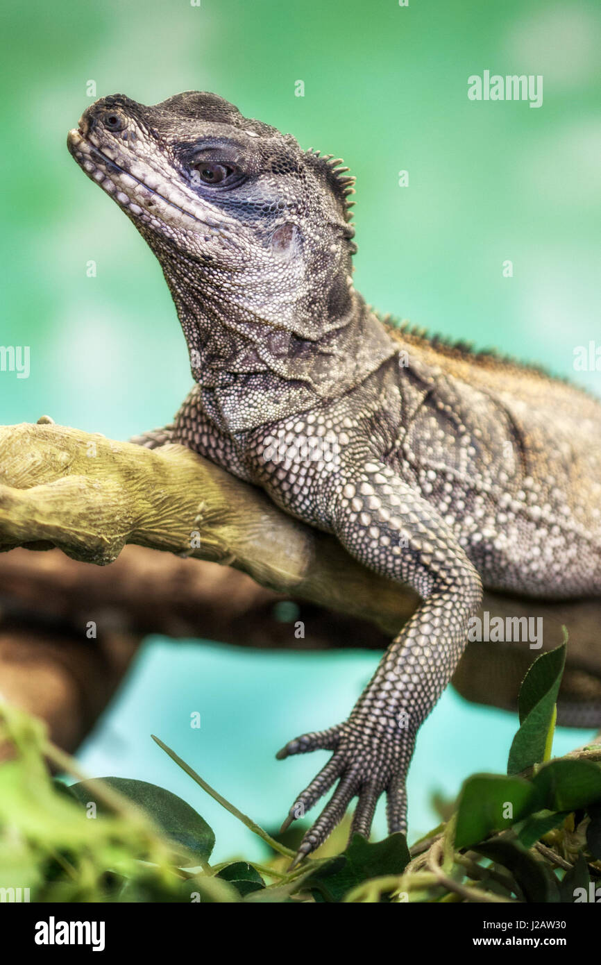 Close-up of a Weber's sailfin lizard (Hydrosaurus weberi Stock Photo ...