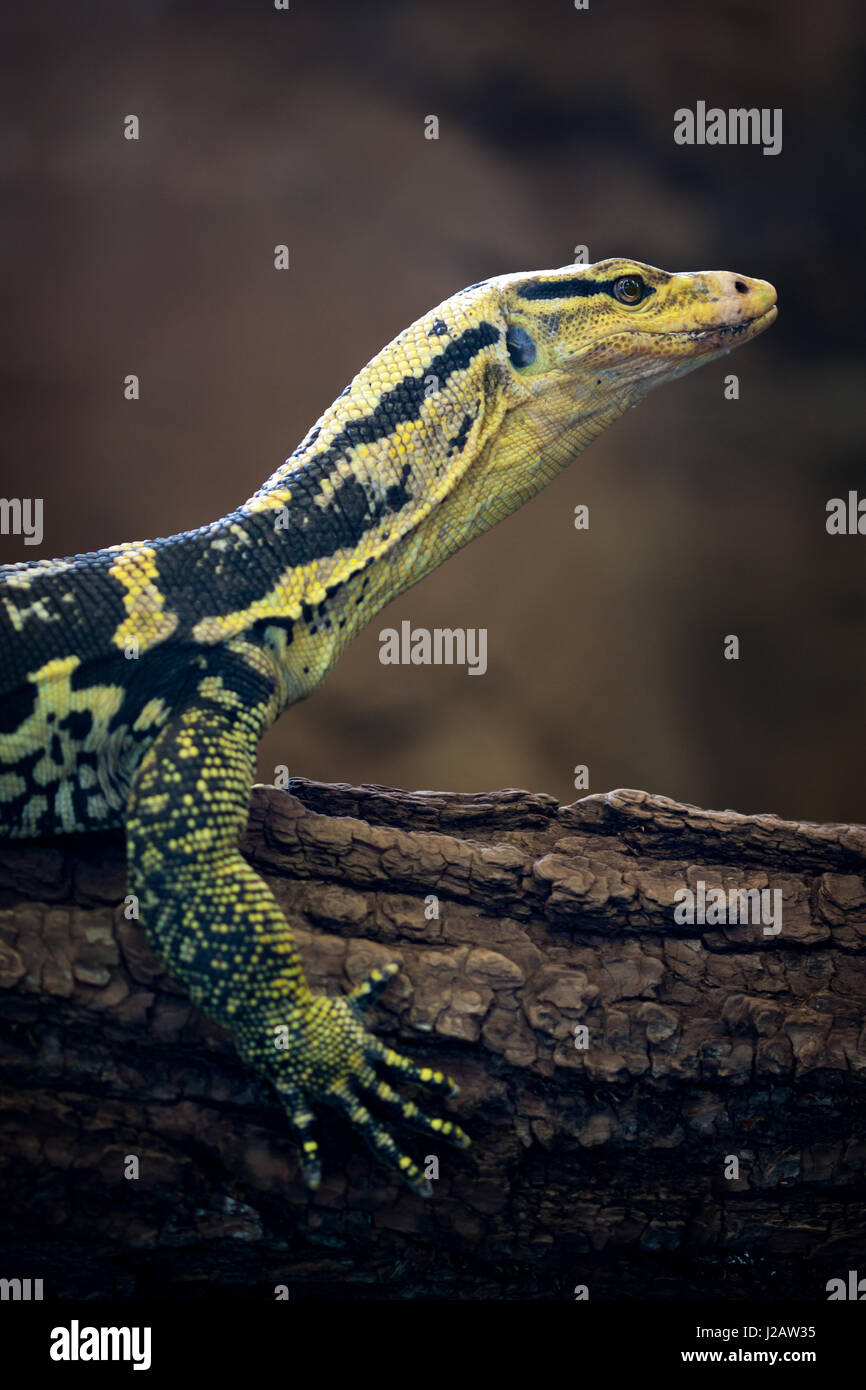Close-up of a Yellow-headed water monitor (Varanus cumingi Stock Photo ...