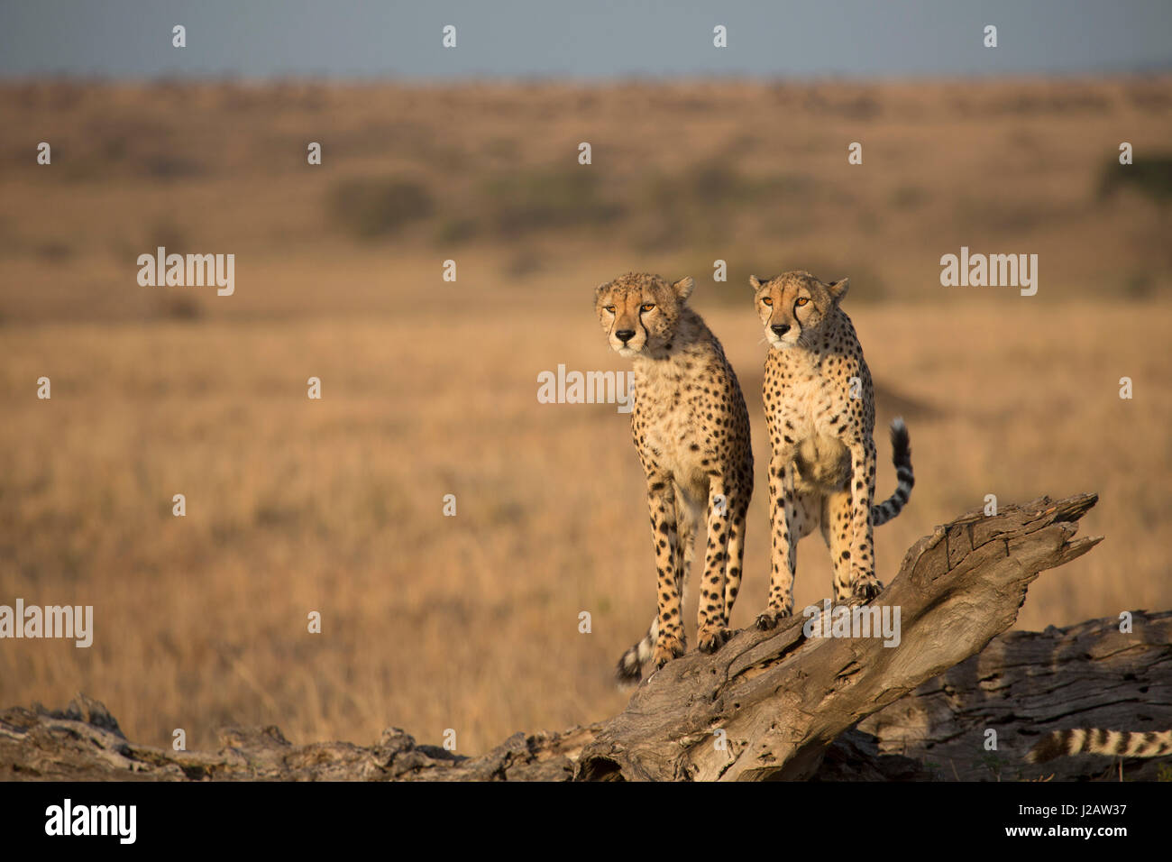 Cheetah on fallen tree hi-res stock photography and images - Alamy
