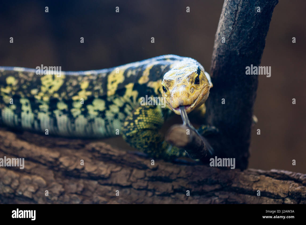 Yellow headed lizard hi-res stock photography and images - Alamy