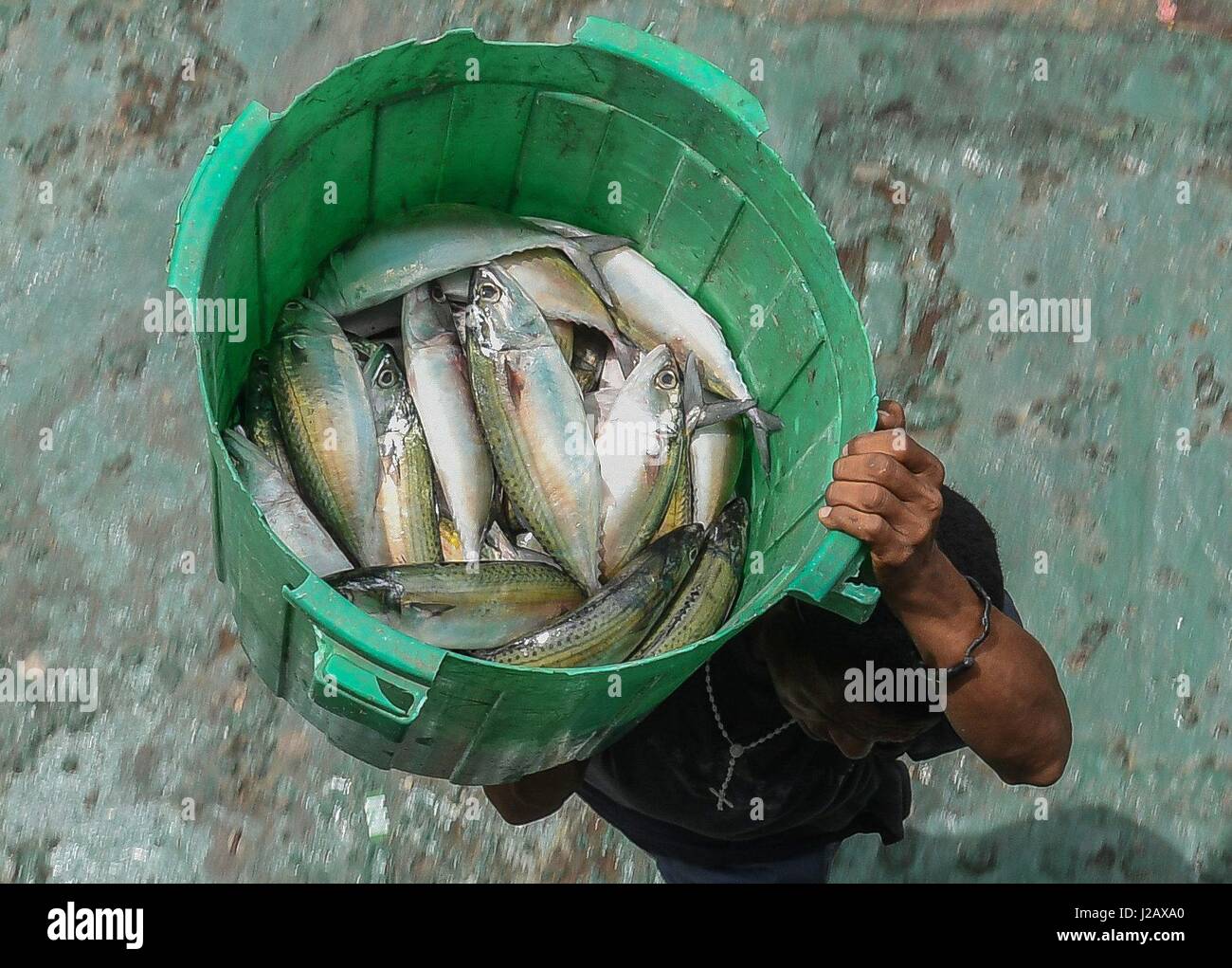 Man carrying a load of fish, Atauro, Timor-Leste, Dec. 31, 2016 | usage ...