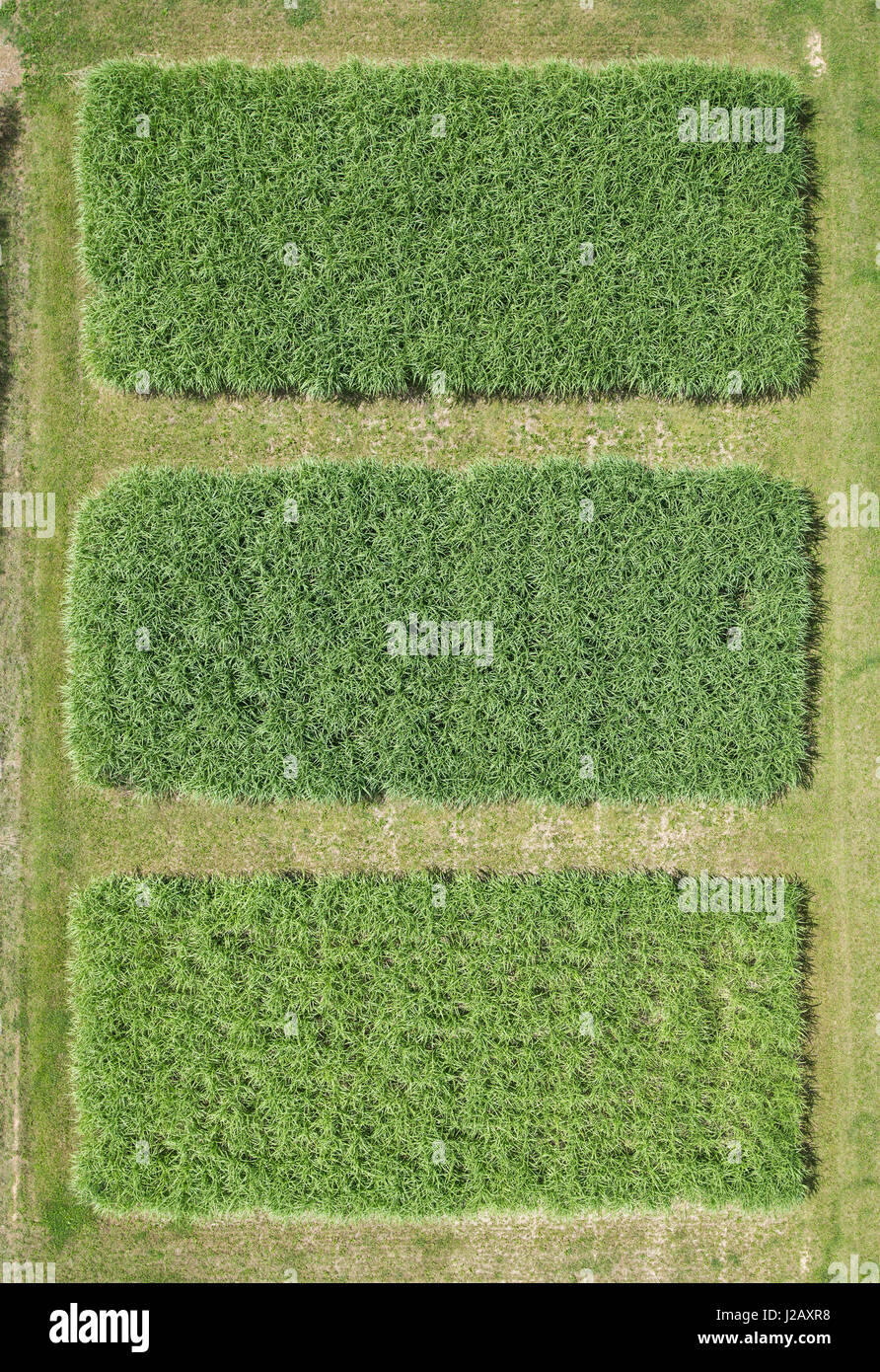 Full frame aerial view of crops growing in field, Stuttgart, Baden ...