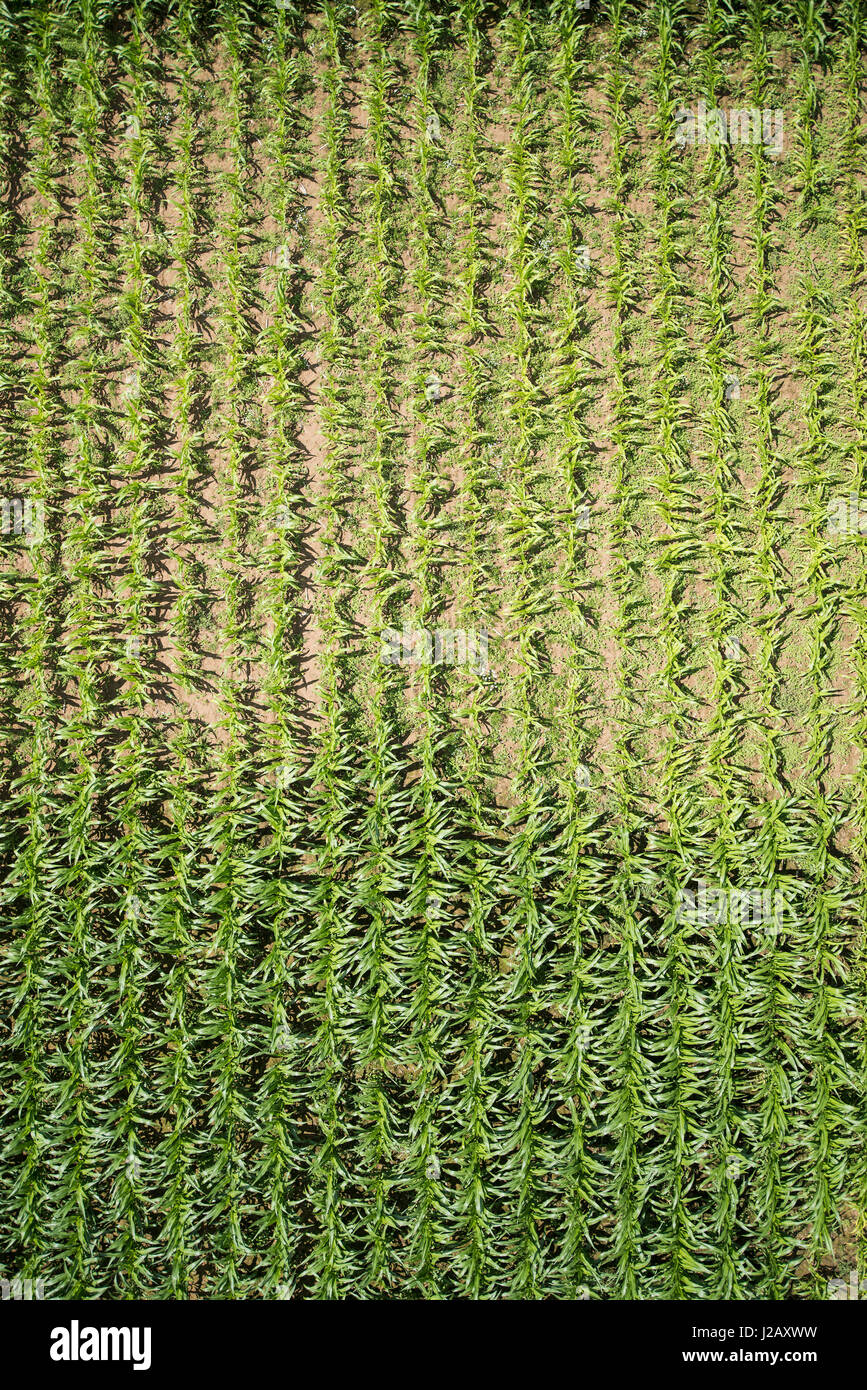 Full frame aerial view of crops in agricultural landscape Stock Photo ...